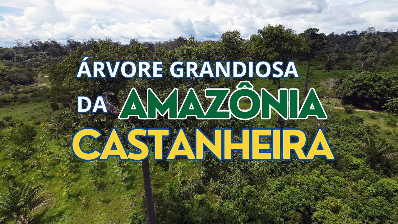Castanheira - Árvore Grandiosa da Amazônia - YouTube