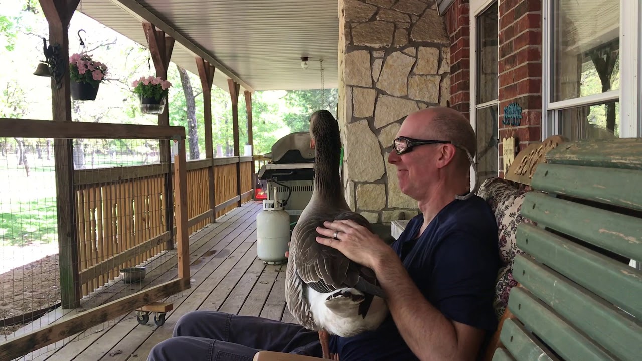 Goose kisses - YouTube