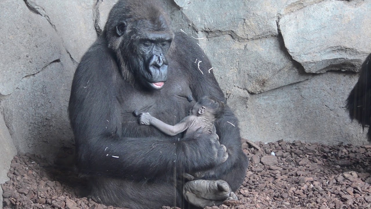 Bebé recién nacido en la familia de gorilas de BIOPARC Valencia - YouTube