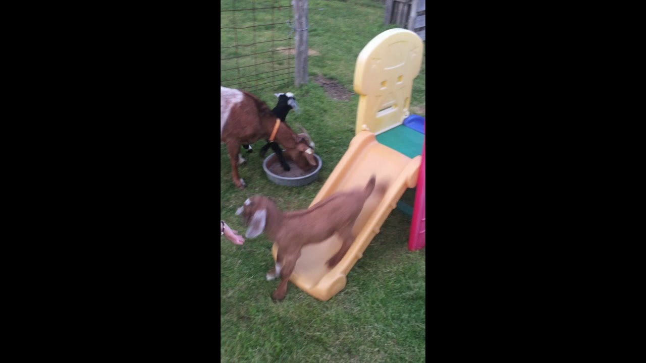 The Goat Slide - YouTube