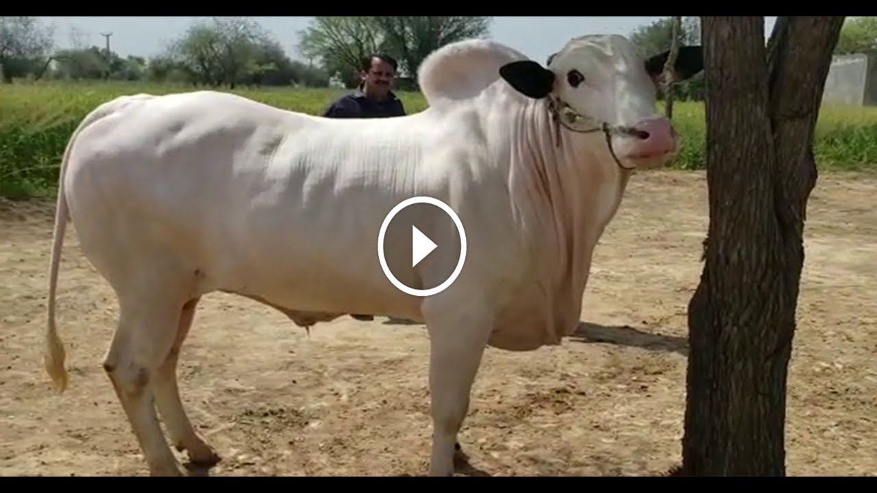 Kheera Bull Of Pappu Cattle Farm Talagang || MASHALLAH || Dhanni Bull ...