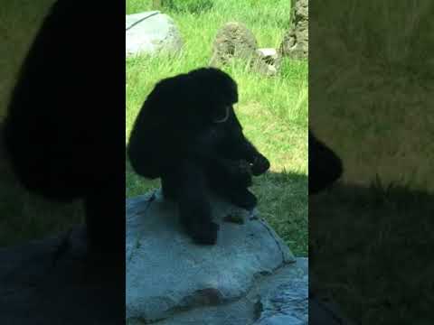 Funny Monkey Eating Poop - YouTube