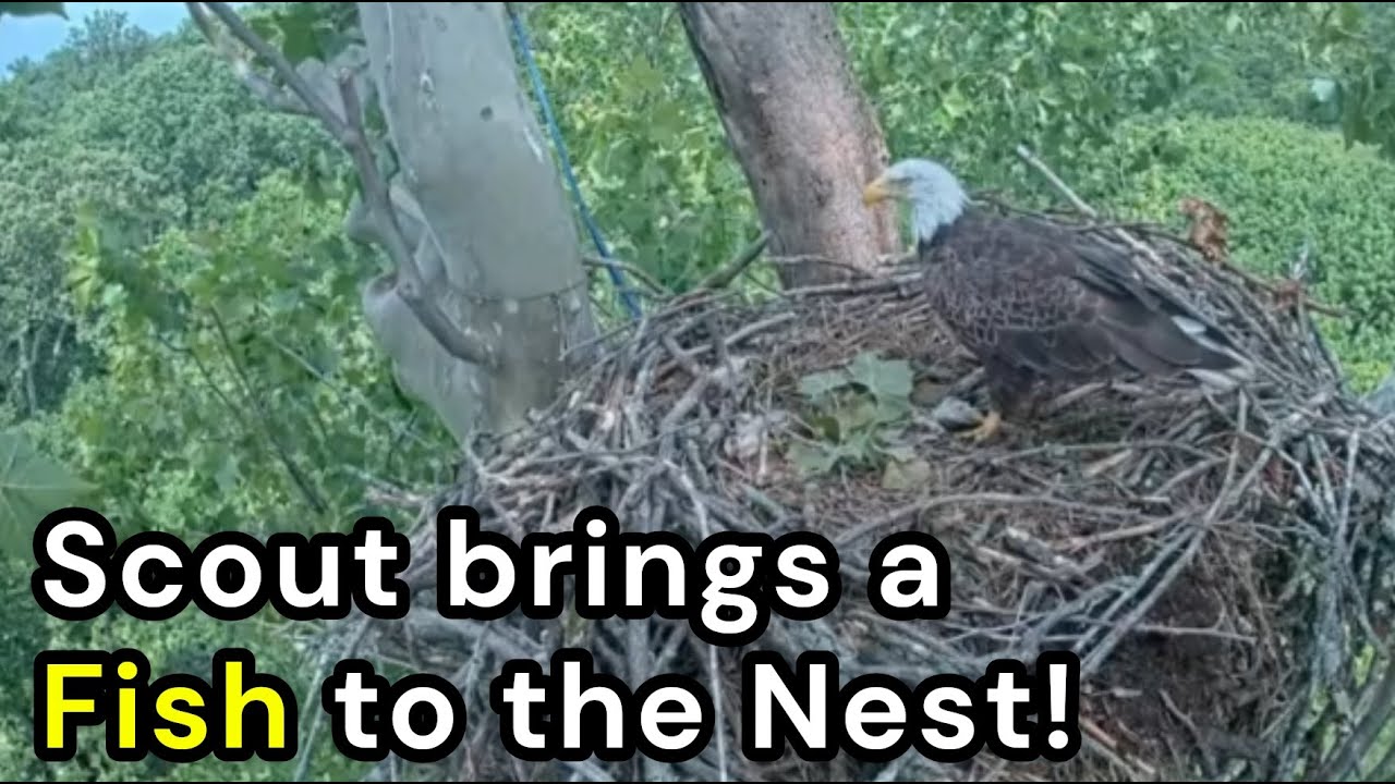Scout brings a Fish to the Nest! 5/31/25 - NCTC, WV - YouTube