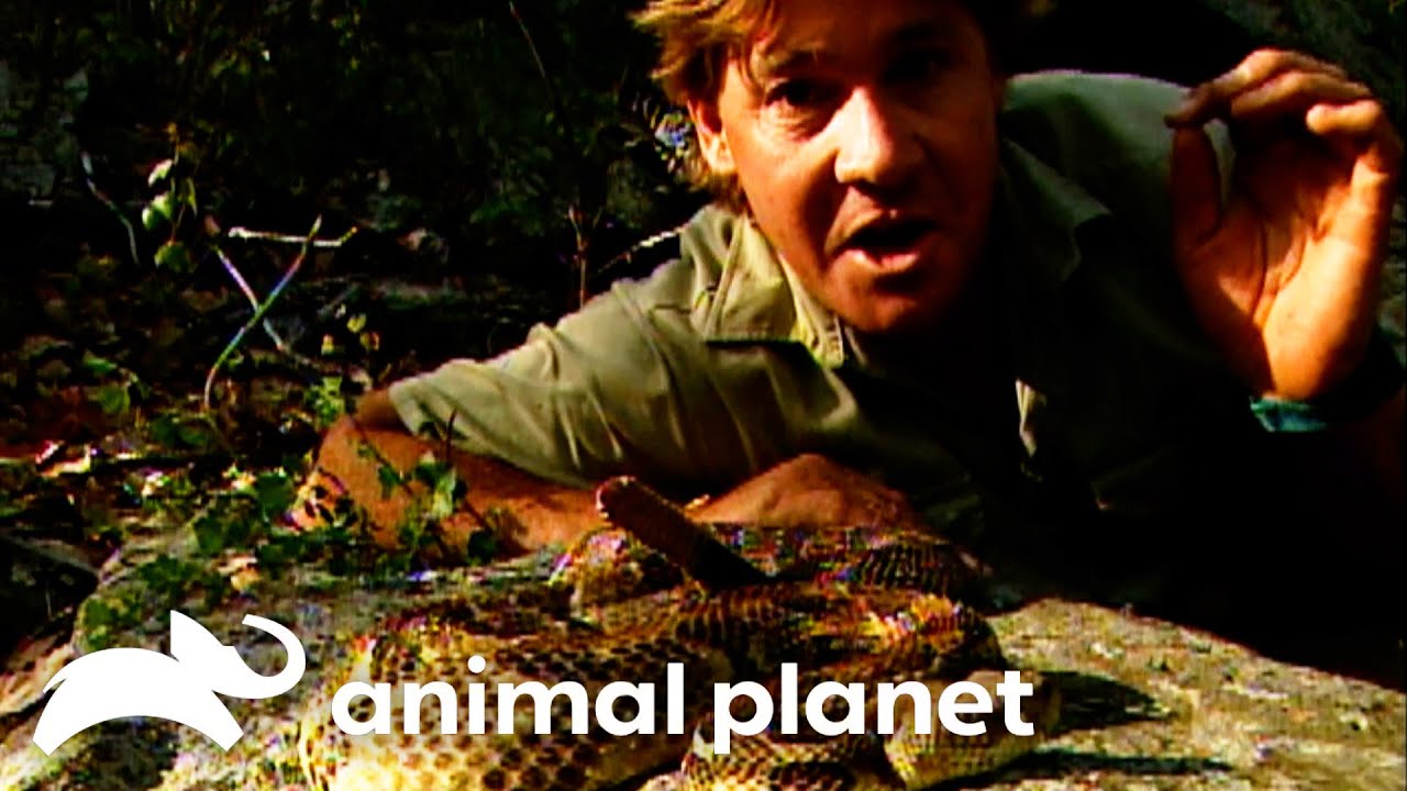 Steve Hunts Down America's Deadliest Snakes | Crocodile Hunter | Animal ...