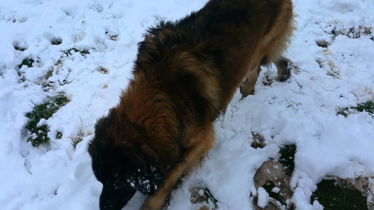 Leonberger loves snow - YouTube