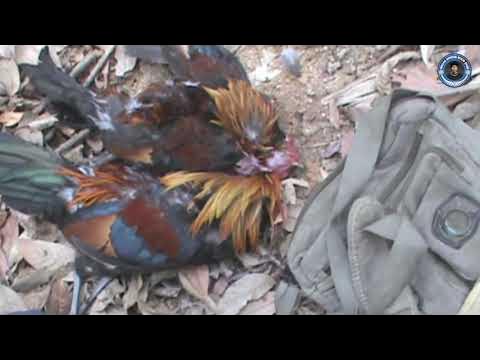 Dib qaib qus tuaj zoo heev dib tau 2-3 tug lau zoo siab heev - YouTube