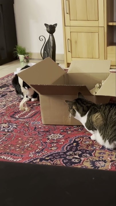 How it goes every time #shorts #cat #cats #catlife #keera #shiro #funnycatvideos #meowed # ...