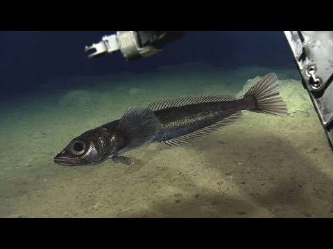 Pez Dragón de DeWitt / Acanthodraco / Zoopedias 🇨🇱 - YouTube