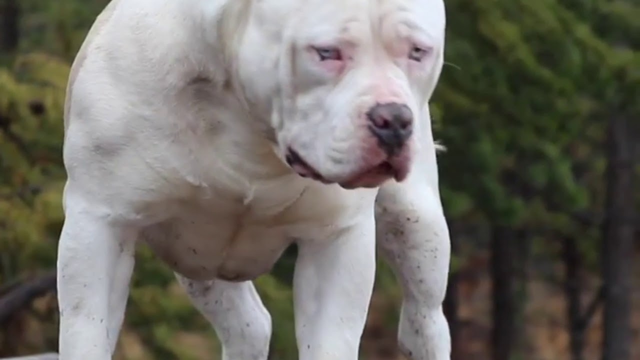 MEGA BUILT BULLIES | Bully Dogs | - YouTube