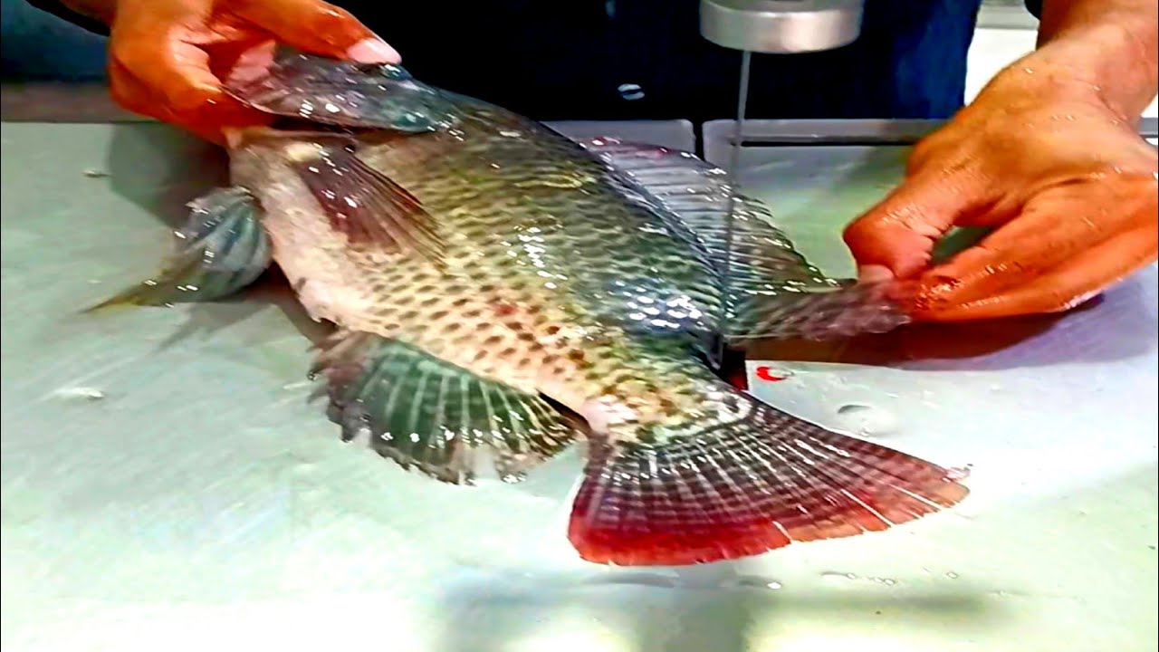 WOW RIVER TELAPIYA FISH CUTTING SKILLS VIDEO HOW TO FISH CUTTING SKILLS ...