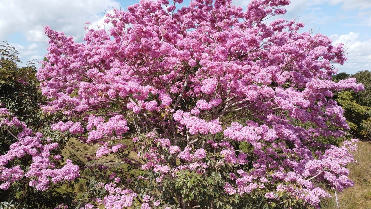 Pé de Ipê florido temporada da flor de Ipê Rosa #jdrones - YouTube