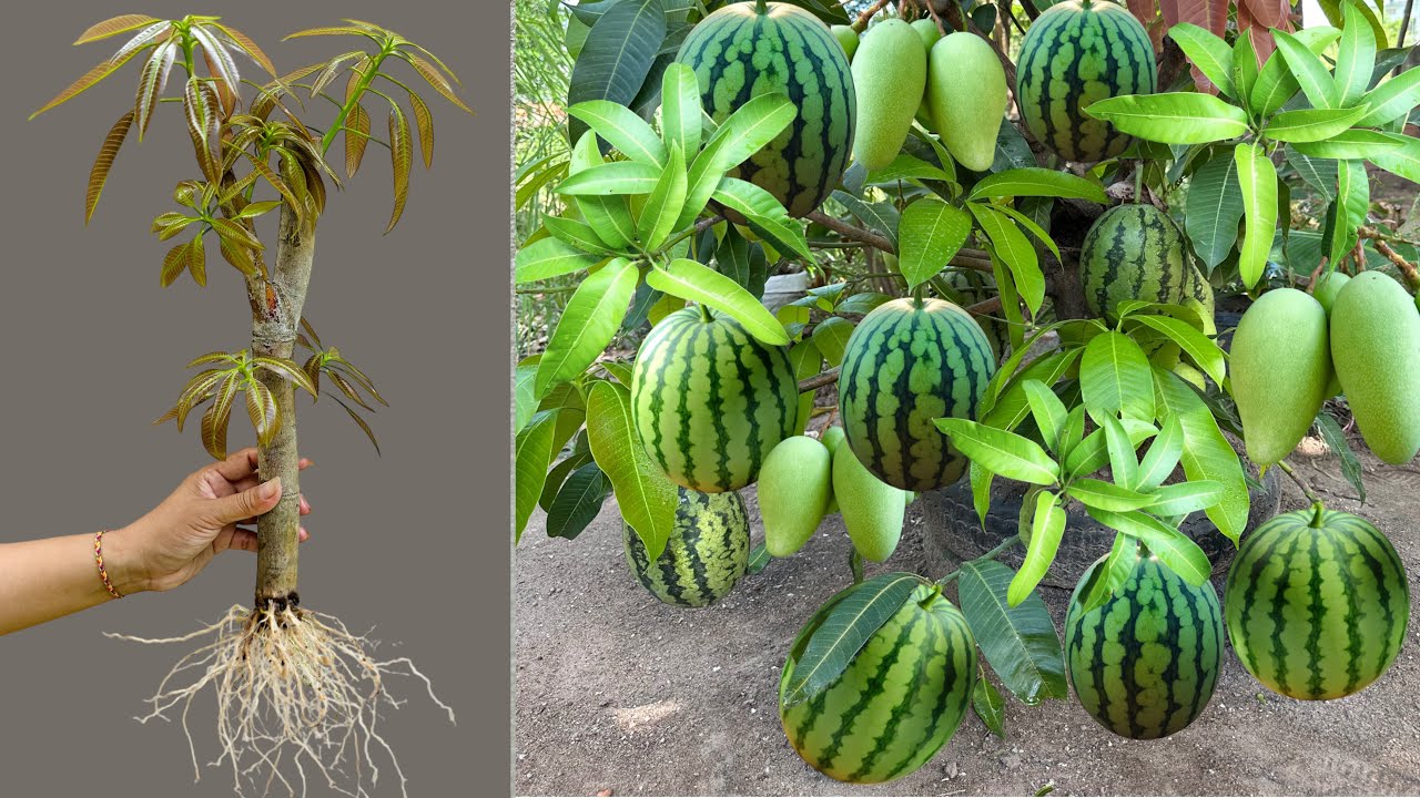 How to propagate mango tree in watermelon Using egg and aloe vera, how ...