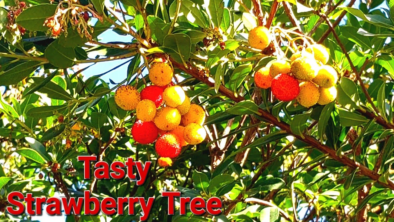 Tastiest Strawberry Tree in Spain (Arbutus unedo) - YouTube