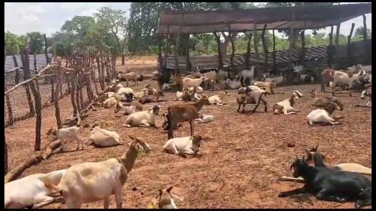 Profitable goat farming - YouTube
