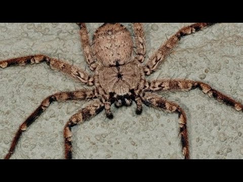 Speed spider verified by me. GDSFP Chellenge - YouTube