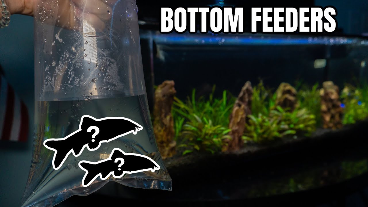 NEW Bottom Feeders For My Planted Tank - YouTube