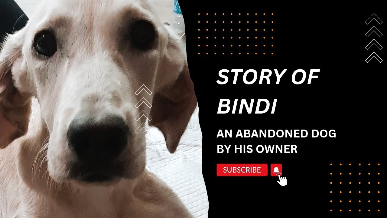 @avijatritravelhub BINDI || ABANDONED DOG || #viral #bindi #viralvideo ...
