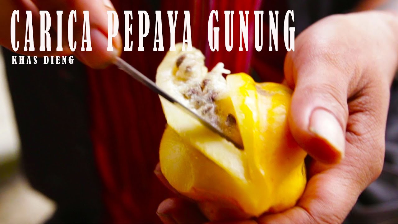 Carica Pepaya Gunung - YouTube