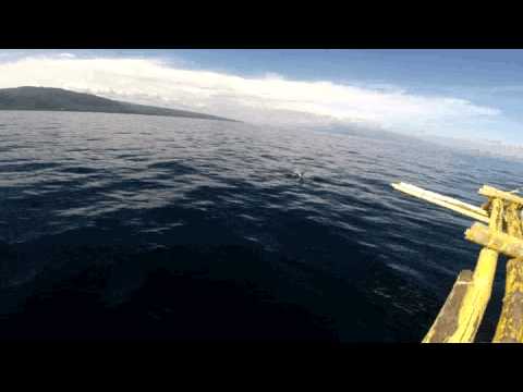 Dolphin watching in Cebu - YouTube