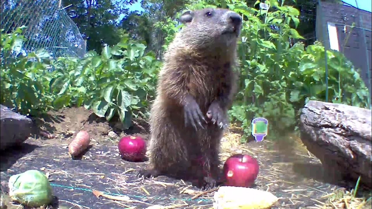 Baby Chibbles Enjoying Chunk Land - YouTube