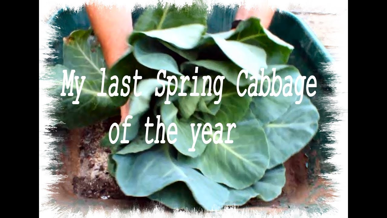 HGV Grow Cabbage Harvest Spring Cabbage Start to Finish - YouTube