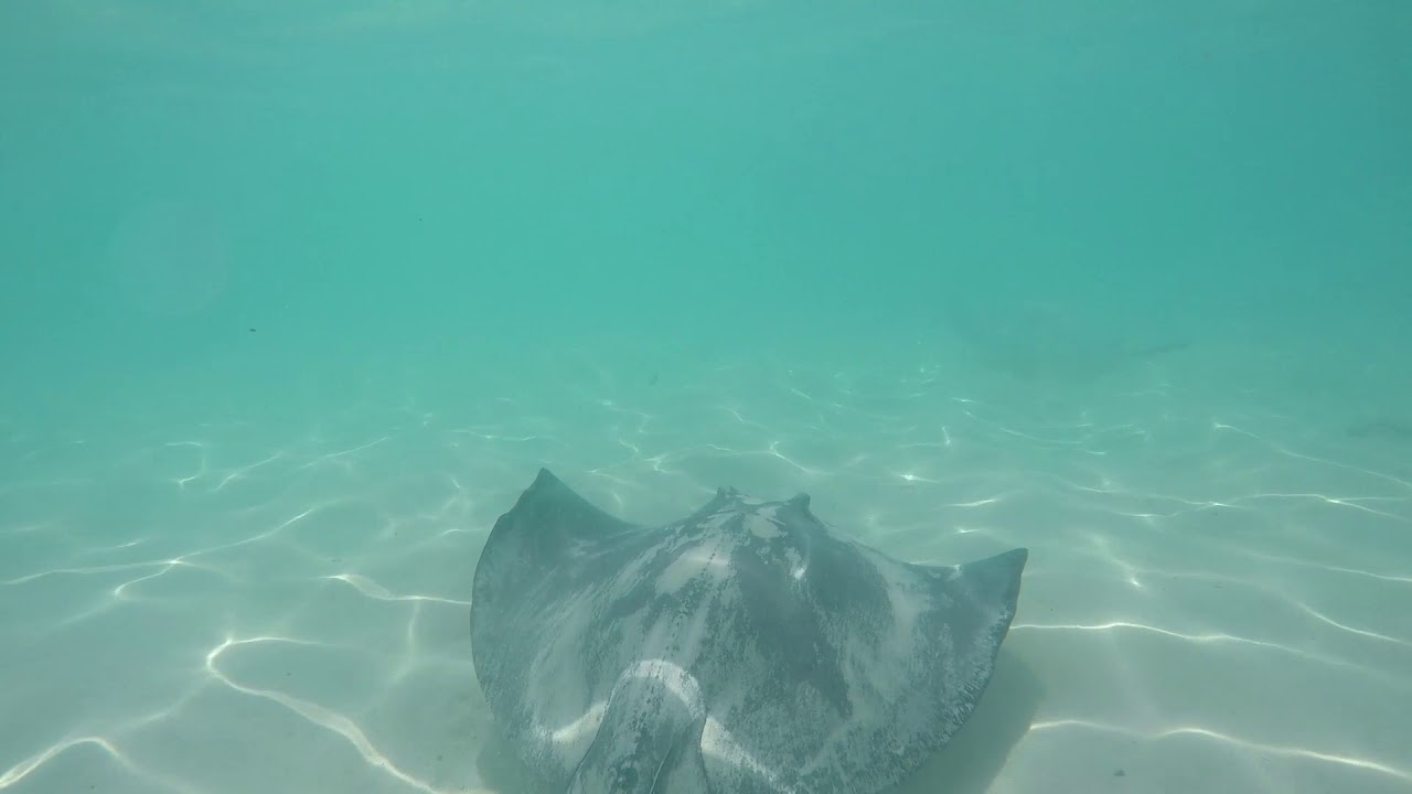 Stingrays at Castaway Cay - YouTube