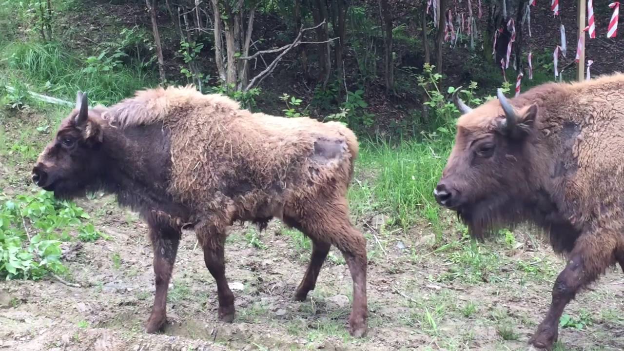 European Bison release at Tarcu Mountains Romania - YouTube