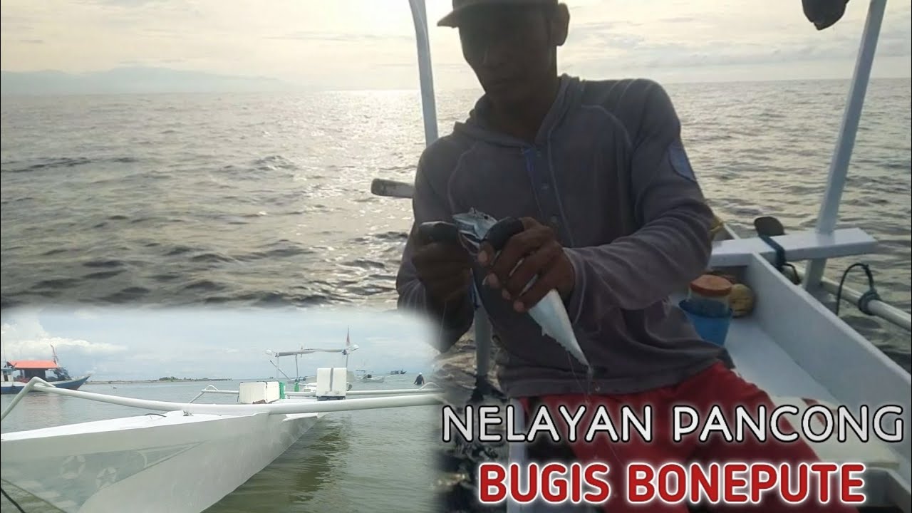 NELAYAN PANCONG || BEGINILAH RUTINITAS NELAYAN BUGIS MANCING IKAN DI ...