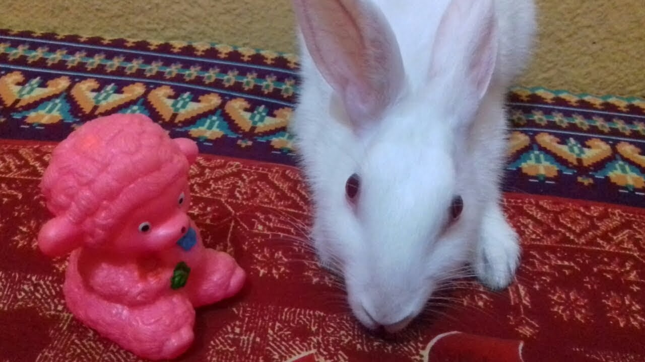 RABBIT MEATS TOY TEDDY BEAR FIRST TIME - YouTube