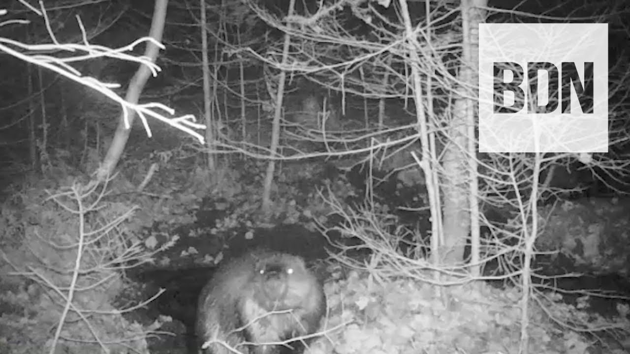 Beaver captured at night on trail camera - YouTube