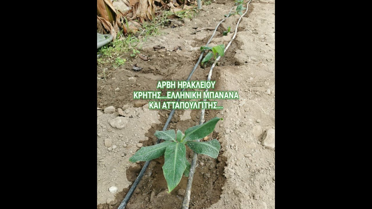 ΑΡΒΗ ΗΡΑΚΛΕΙΟ ΚΡΗΤΗΣ,ΤΡΟΠΟΣ ΕΝΣΩΜΑΤΩΣΗΣ ΑΤΤΑΠΟΥΛΓΙΤΗ ΣΕ ΓΡΑΜΜΗ ΦΥΤΕΥΣΗΣ ...