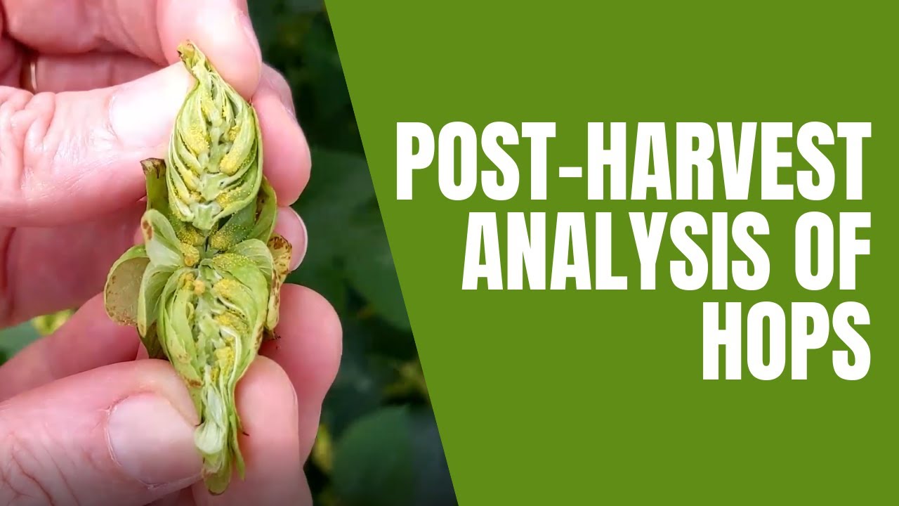 Post-Harvest Analysis of Hops - YouTube