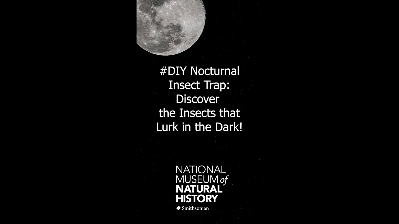 How to Build a Nocturnal Insect Trap - YouTube
