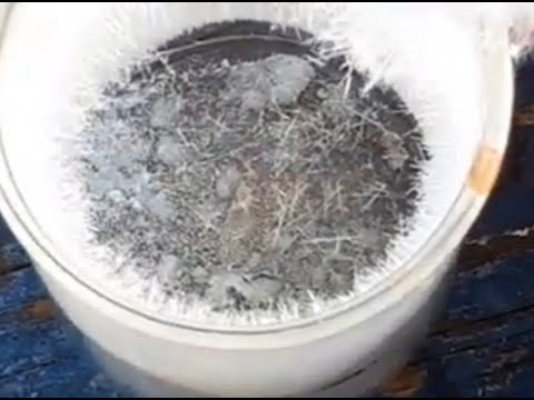 Selenium Dioxide From Elemental Selenium Without Combustion #selenium # ...