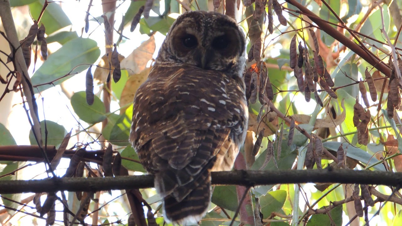 Concon (Strix rufipes) - YouTube