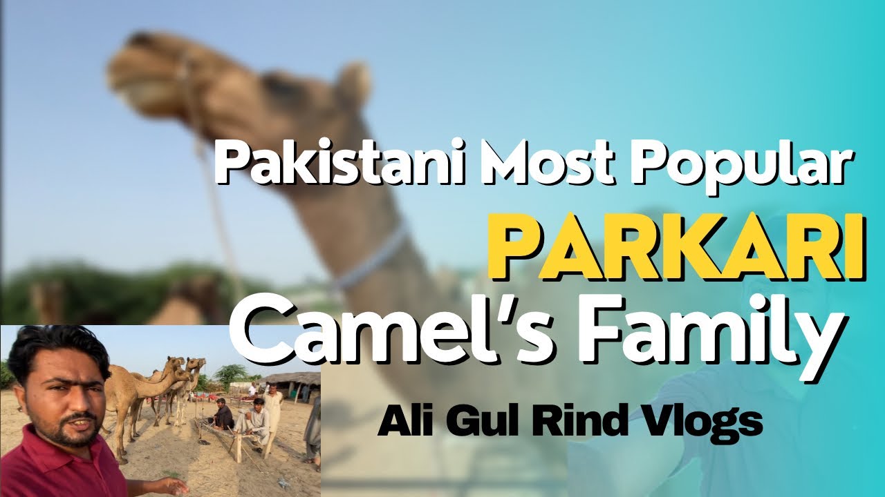 Pakistani Most Popular PARKARI Camel Family | पाकिस्तानी सबसे लोकप्रिय ...