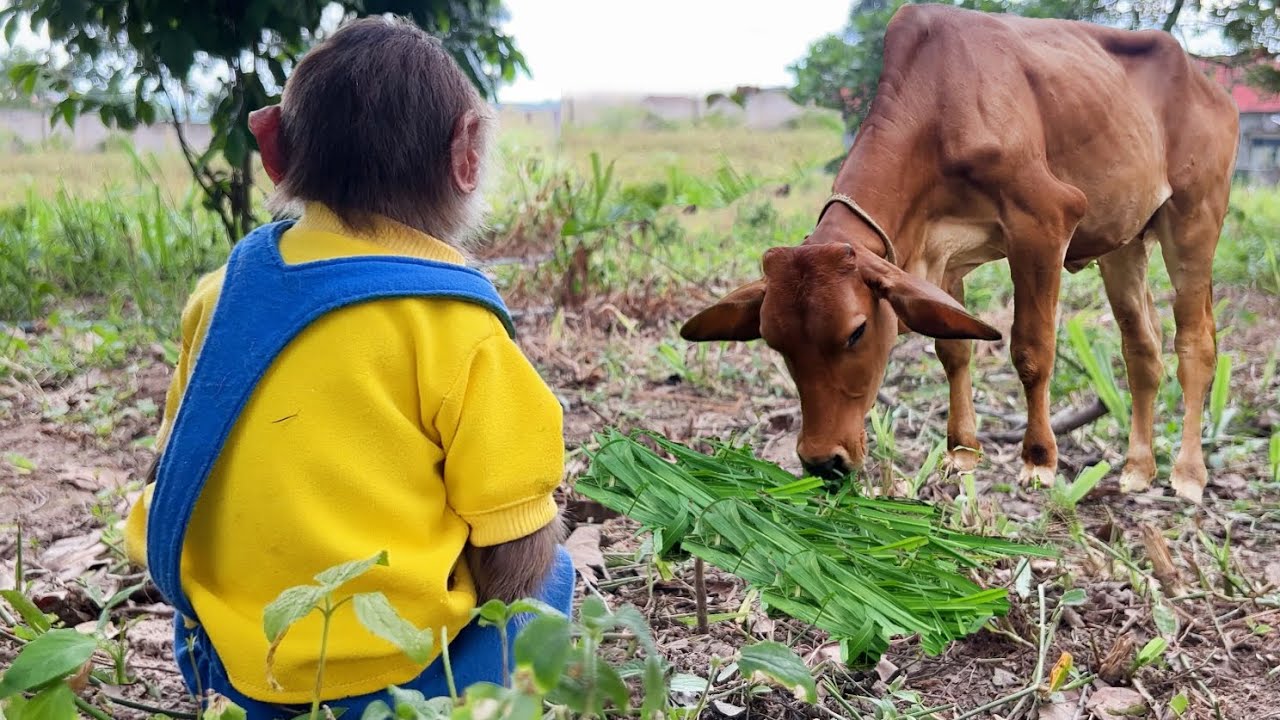 Cutis Farmer Harvest Grass And Go Herding Cows Help Mom - YouTube
