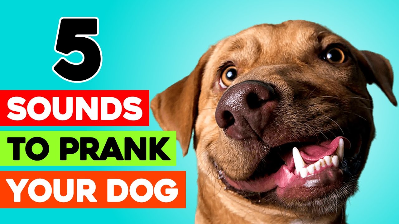 5 Sounds To Prank Your Dog - YouTube