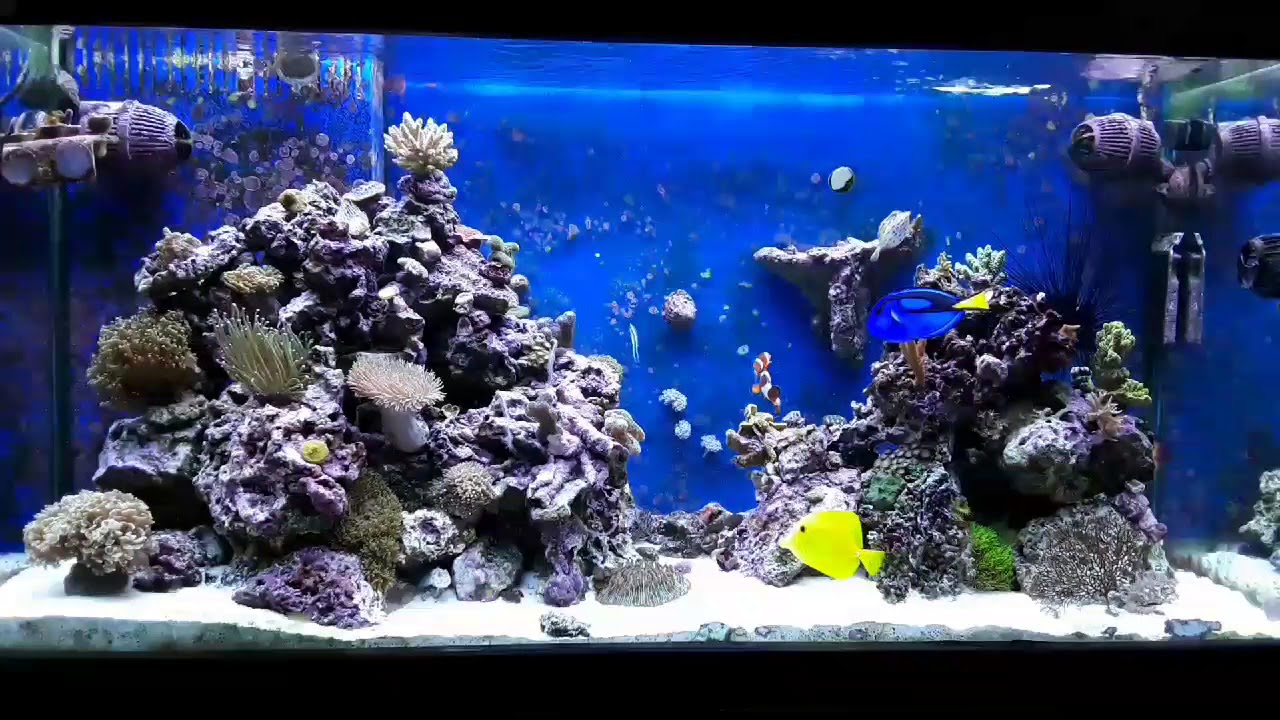 IAN'S 4FT REEF - YouTube