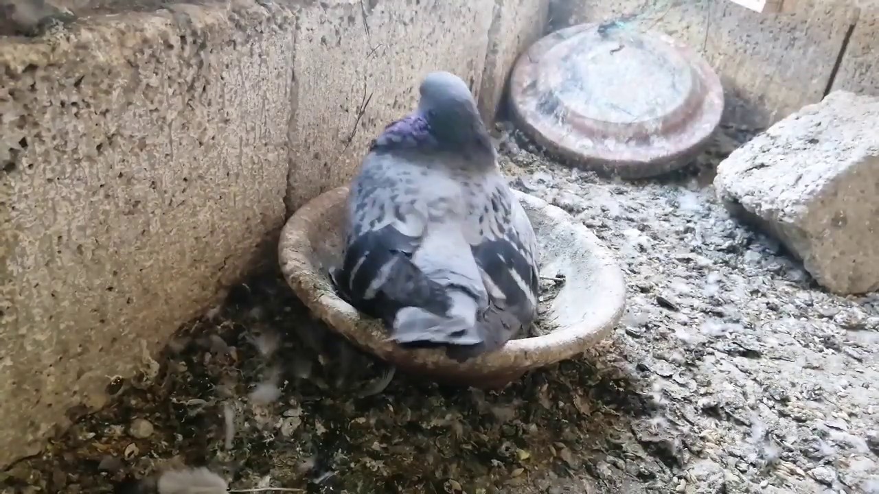 champion long-distance homing pigeons - YouTube