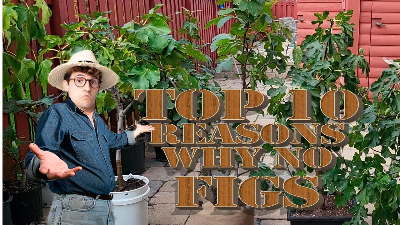 Top 10 reasons why no figs on your fig tree - YouTube