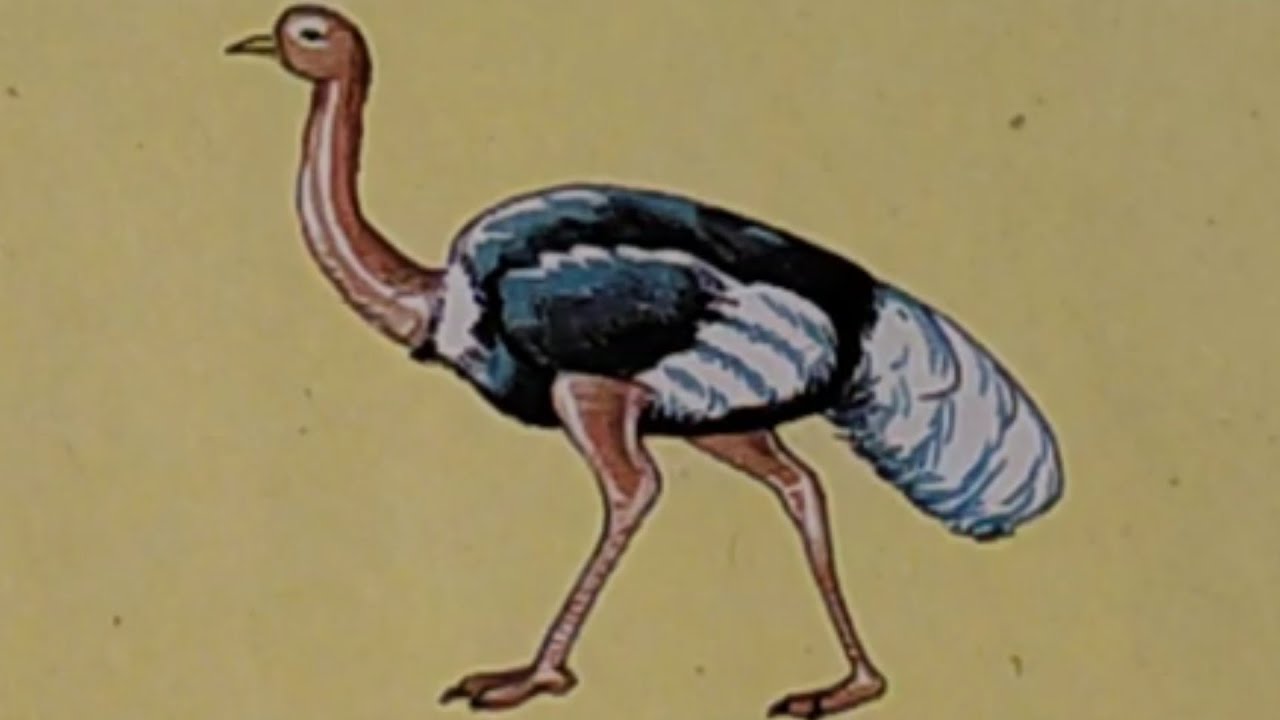 birds name learn childrens English Hindi language and Telugu song|world ...