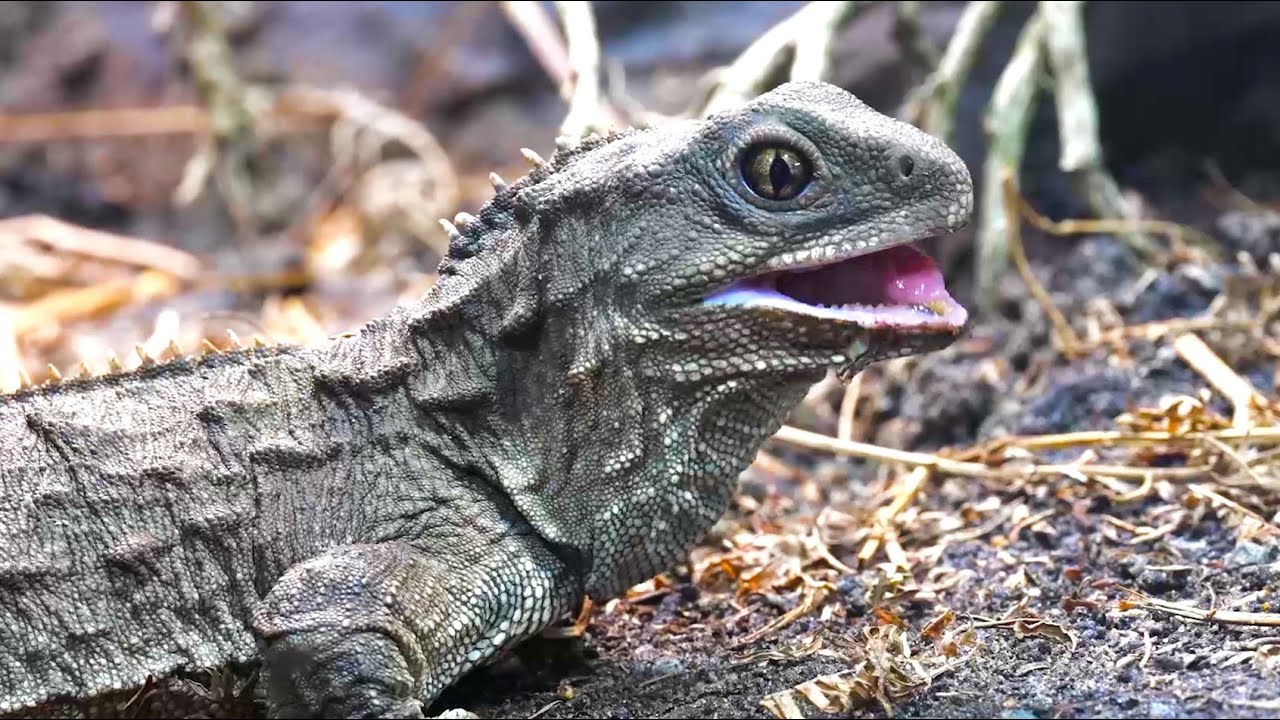 UK Zoo Finally Breeds 240 Million-Year-Old Three-Eyed Reptile - YouTube