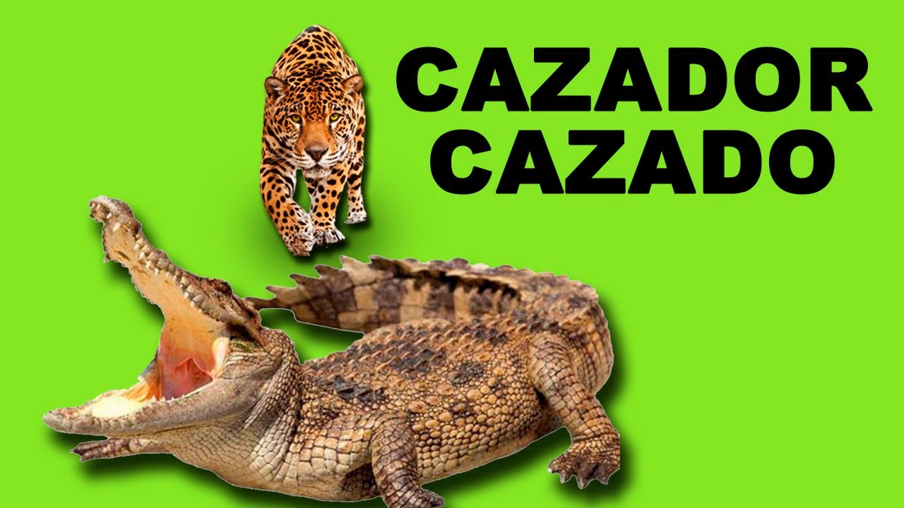 🐊 ANIMALES que son DEPREDADORES de COCODRILOS - Animales Salvajes - YouTube