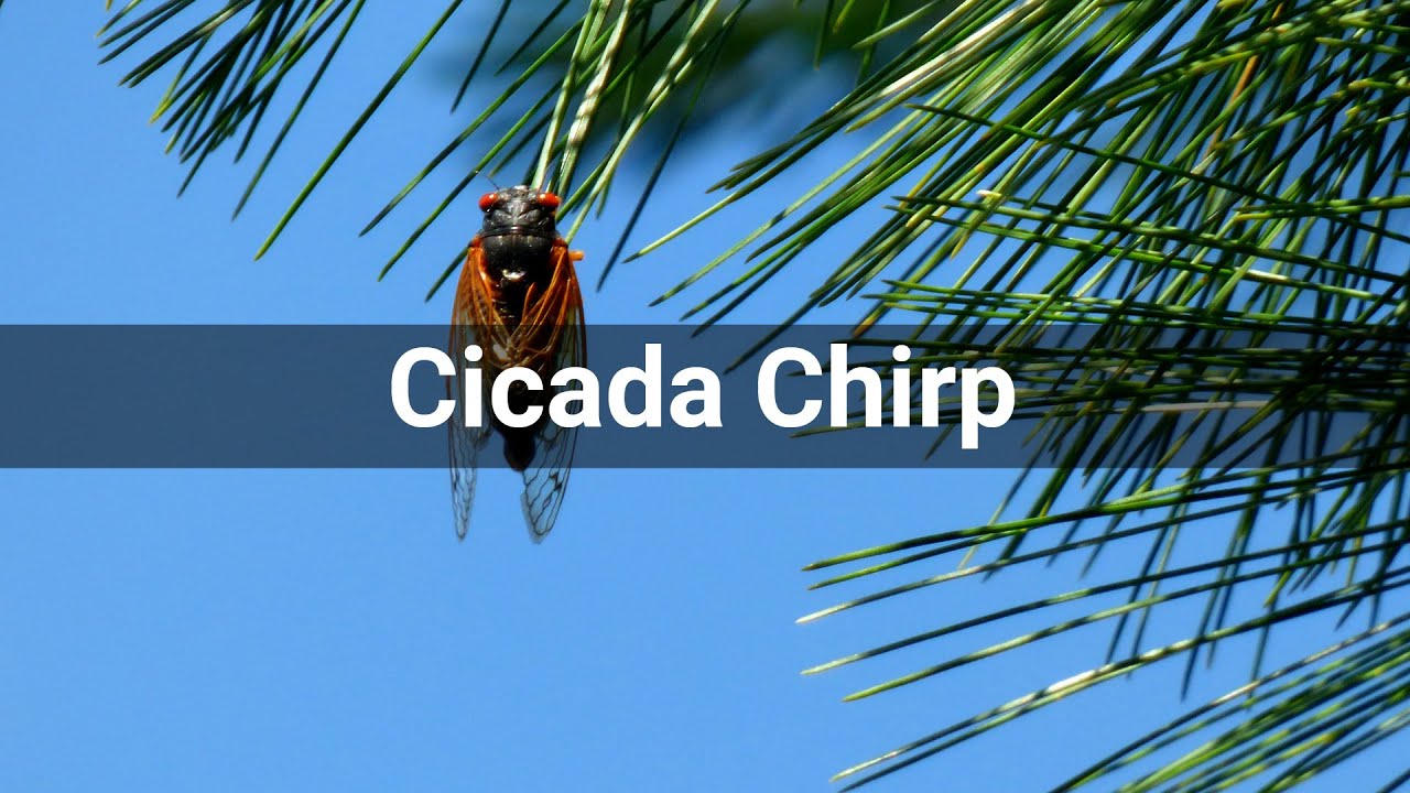 Cicada Chirp • Animals • Sounds Effects (No Copyright Sounds) - YouTube