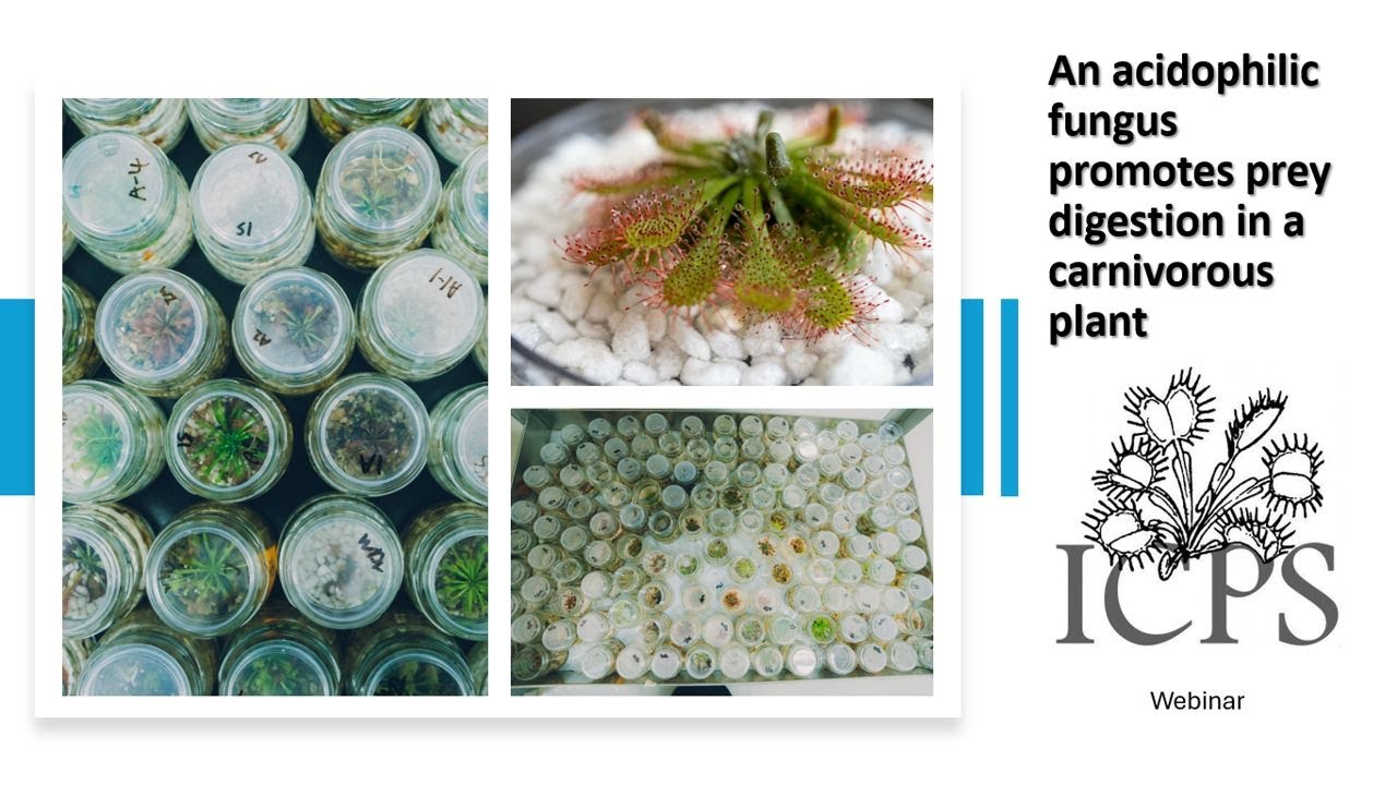 An acidophilic fungus promotes prey digestion in a carnivorous plant ...