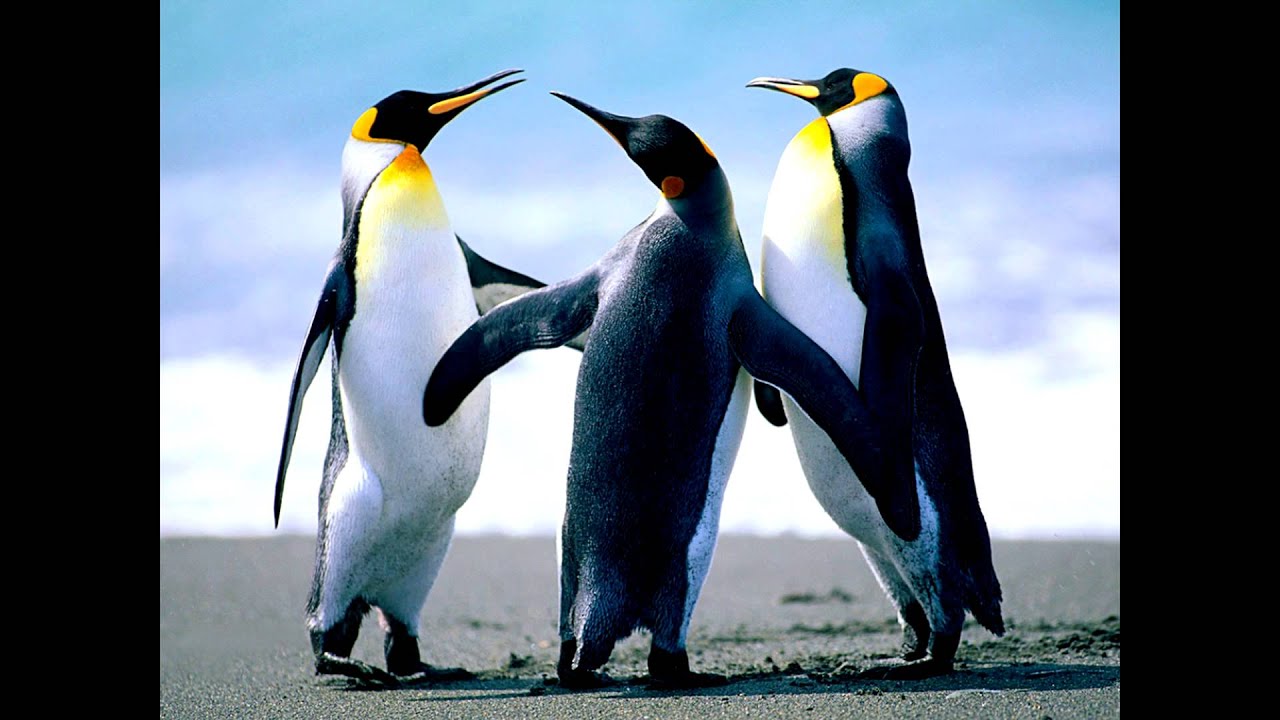 Pinguinos épicos... - YouTube