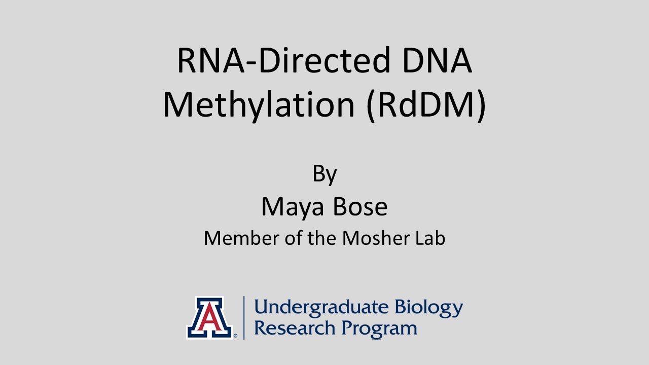 "RNA-Directed DNA Methylation (RdDM)" by Maya Bose - YouTube