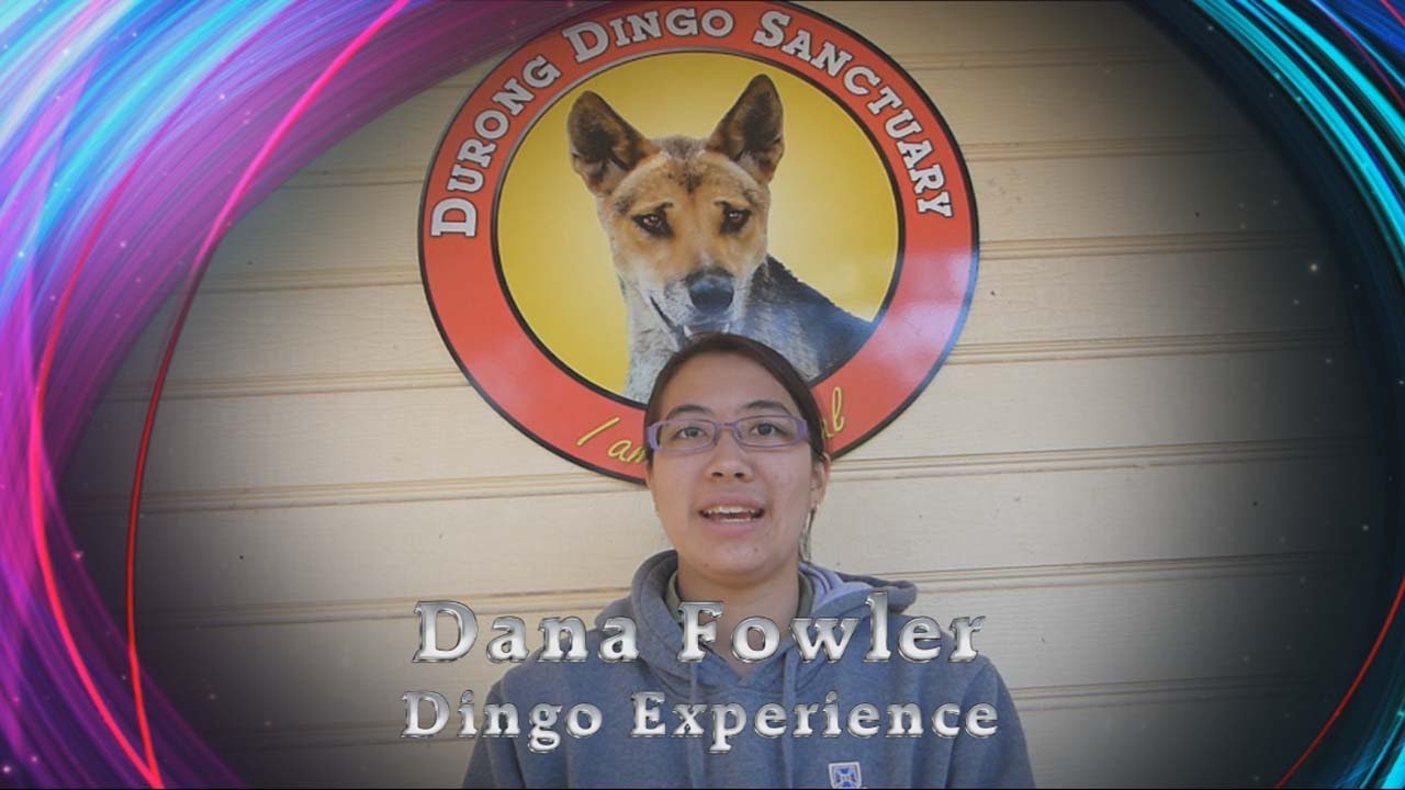 Durong Dingo Sanctuary Dana Fowler Interview - YouTube