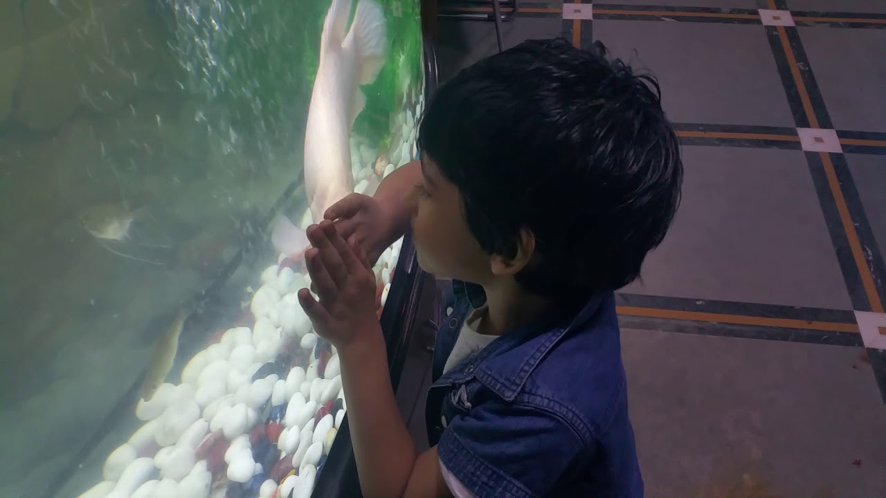 Fish and the boy - YouTube